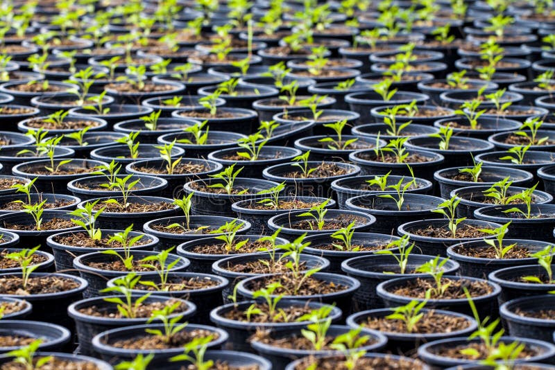 Sapling in pot stock image. Image of sapling, green, growth - 83279729