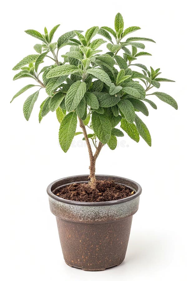 Sage Tree Sapling stock illustration. Illustration of growth - 374594206