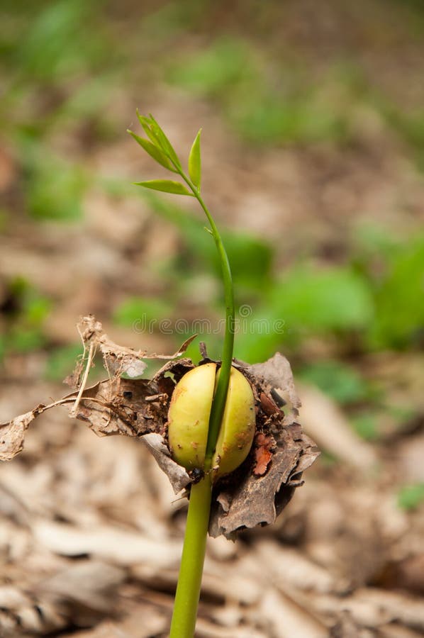 Rose sapling in a pot stock photo. Image of green, sapling - 54897226