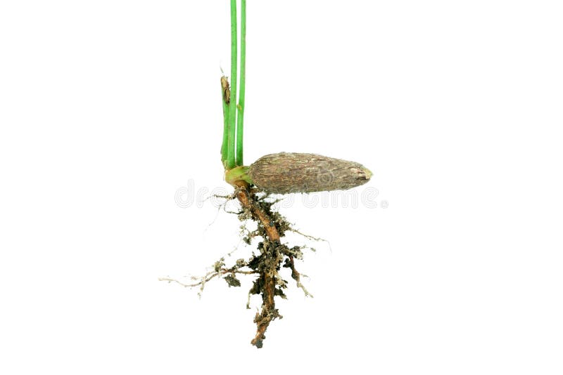 Spring Growth Young Hazel Sapling Stock Photos - Free & Royalty-Free ...