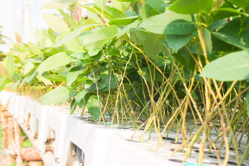 Sapling stock photo. Image of nature, trees, peaks, plants - 75339908