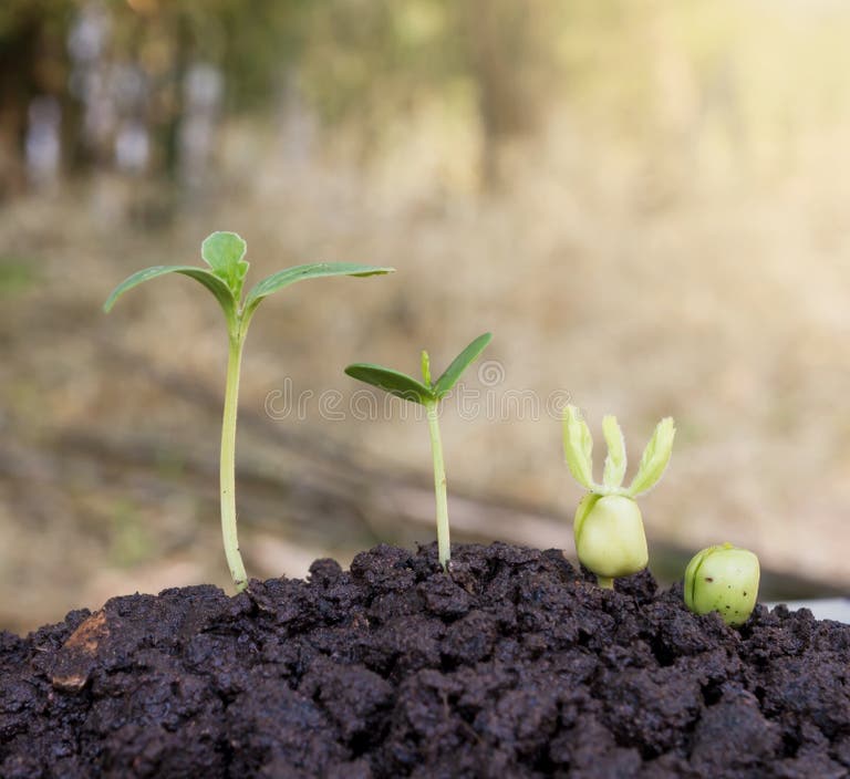 Sapling stock photo. Image of pouring, growth, garden - 71552962