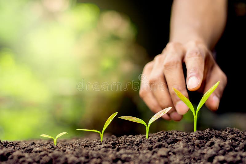 Sapling stock image. Image of nature, love, seedling - 175757667