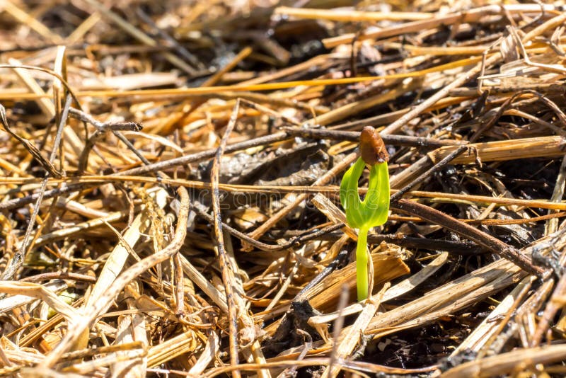 Sapling stock photo. Image of sapling, ecology, sprout - 83284036