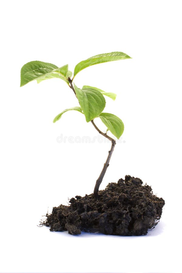 Sapling Oak, Isolated On A White Background Stock Photo - Image of leaf ...