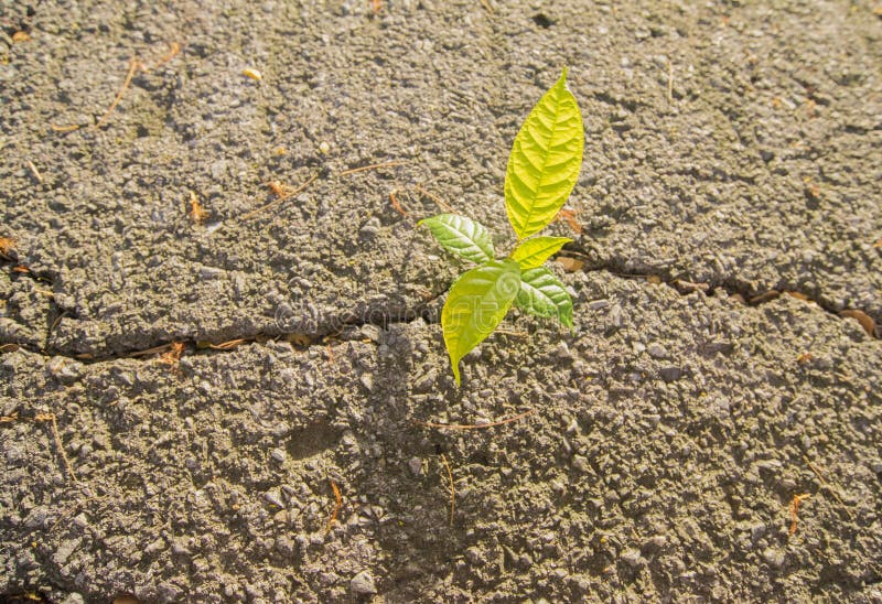 Sapling, a Small Plant that Has Just Grown from Seed Stock Photo ...