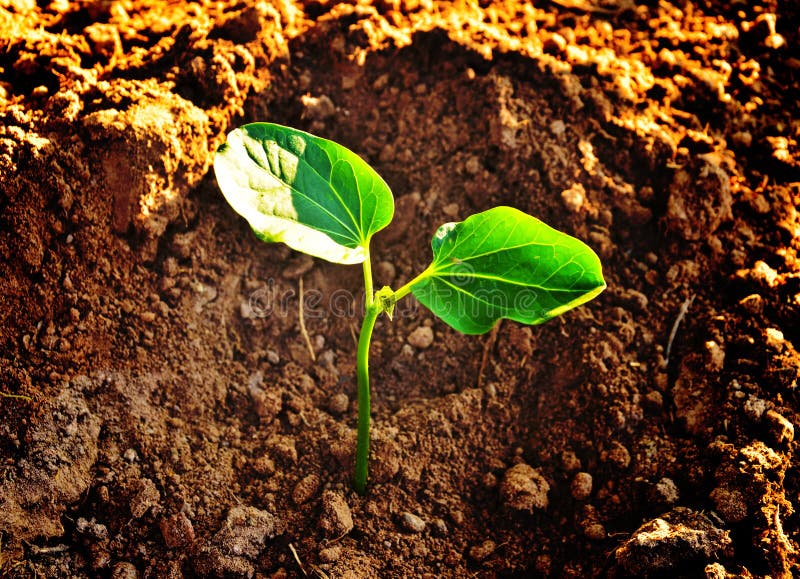 Sapling stock photo. Image of fertility, cultivated, care - 39004528
