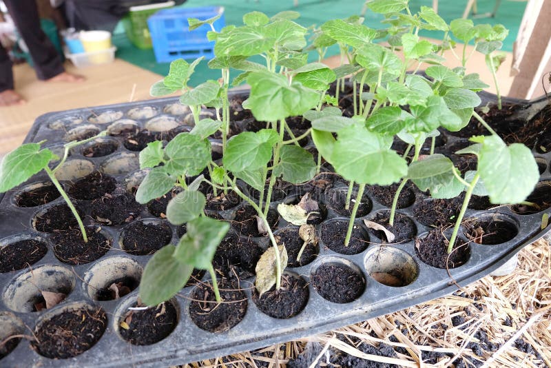 Sapling in the small pots stock image. Image of nursery - 71598159