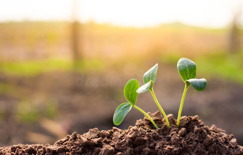 Sapling Small Tree Growing with Sunrise. Green World and Earth Day ...