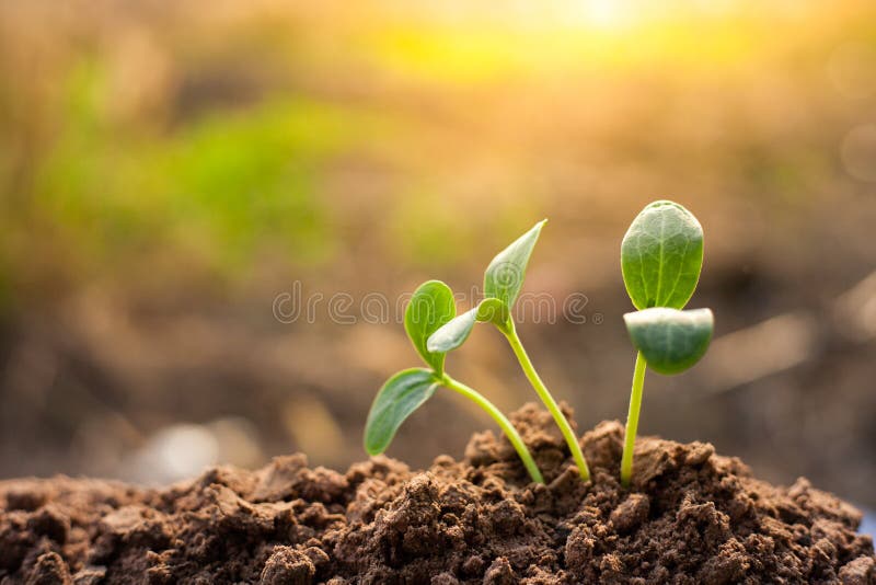 Sapling Small Tree Growing with Sunrise Stock Image - Image of ideas ...