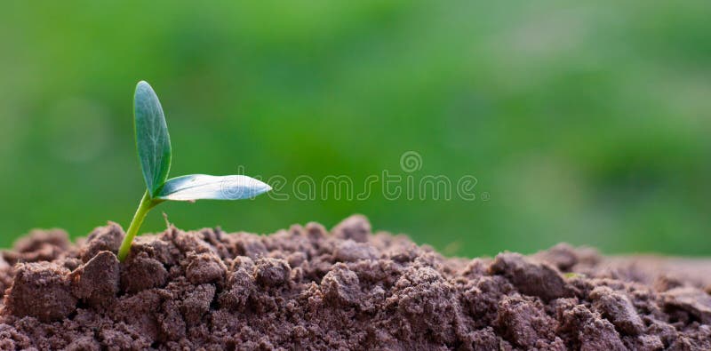 Sapling. Small Trees Growing on Green Background Stock Image - Image of ...