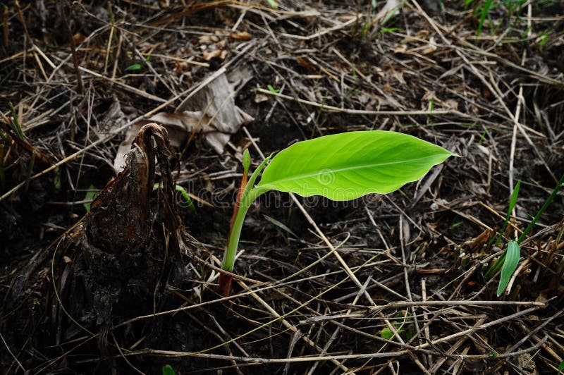 Sapling Sprouting on Dry Ground Green Leaf Stock Image - Image of ...