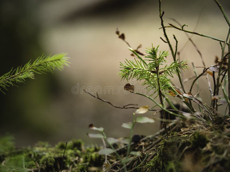 Sapling of a Spruce Tree Growing on a Stump Stock Image - Image of ...