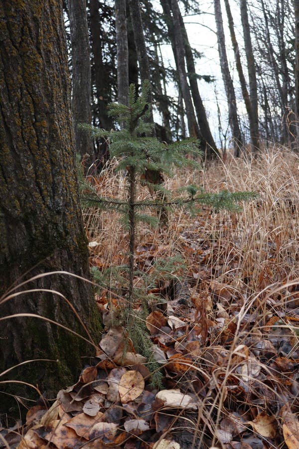 A Sapling Spruce Tree beside a Large Poplar Competing for Space. Stock ...