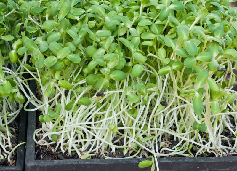 Sapling of sunflower. stock photo. Image of seed, sunflower - 66974160