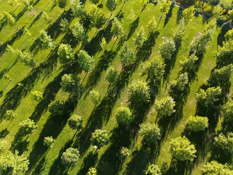 Sapling and Tree Cultivation, Regular Garden Landscape Works in ...