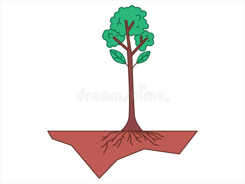 Sapling Tree Growth Phase Stage Cultivation Gardening Progress Step ...