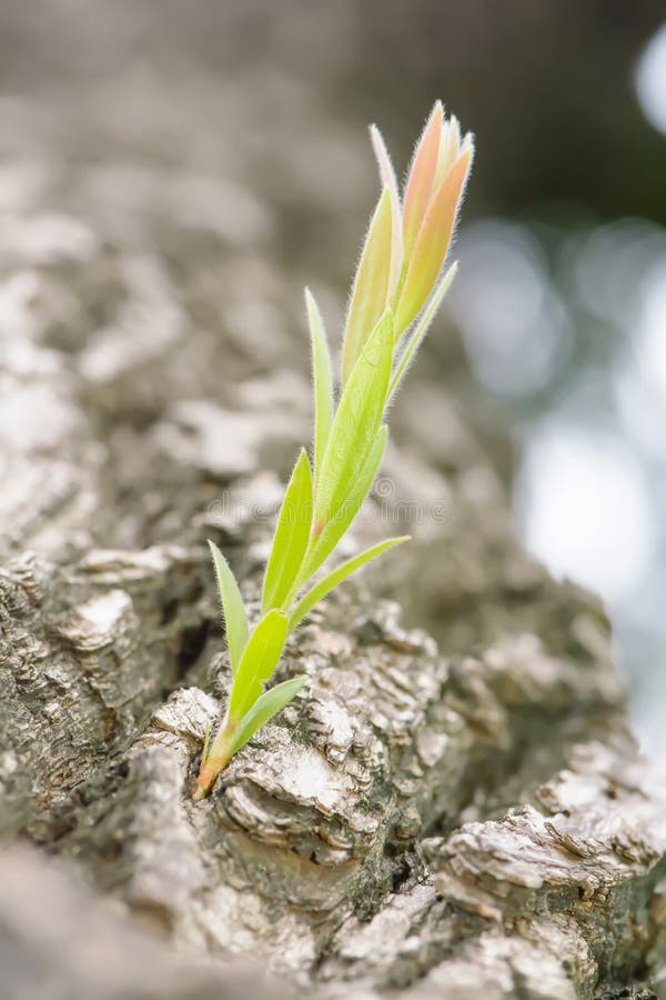 Sapling of the tree stock photo. Image of tako, background - 81973872