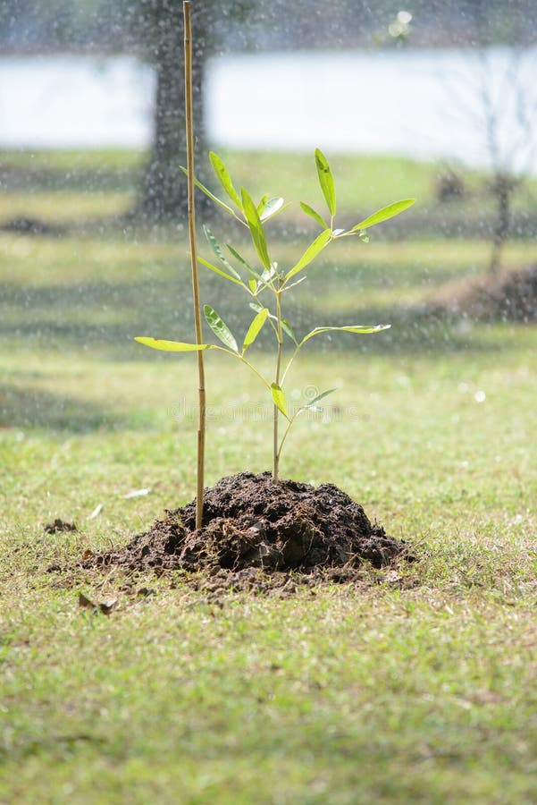 Sapling tree stock photo. Image of environmental, dirt - 54375538