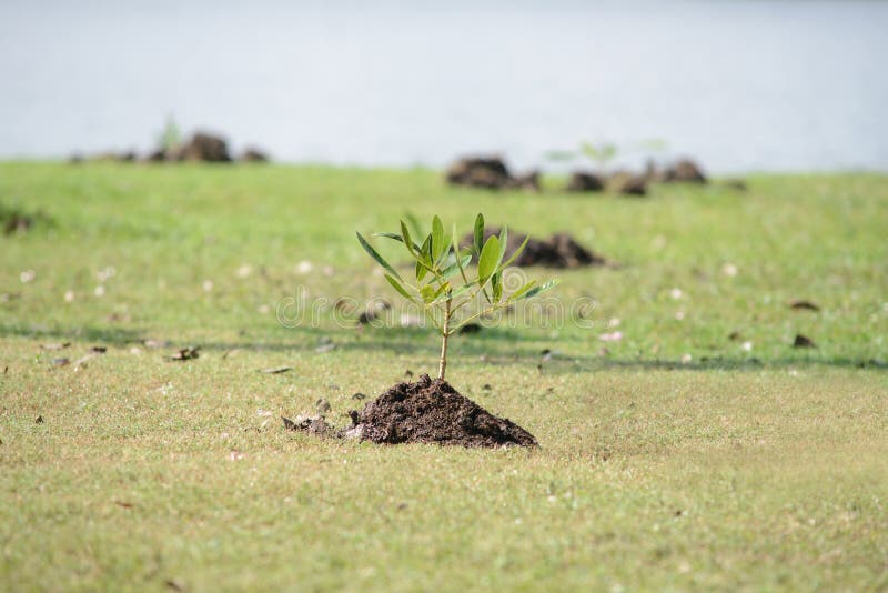 Sapling tree stock photo. Image of ground, life, environmental - 54375524