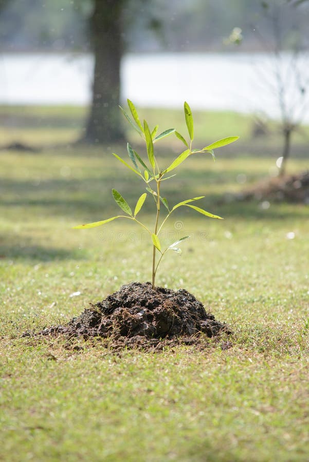 Sapling tree stock photo. Image of environmental, dirt - 54375538
