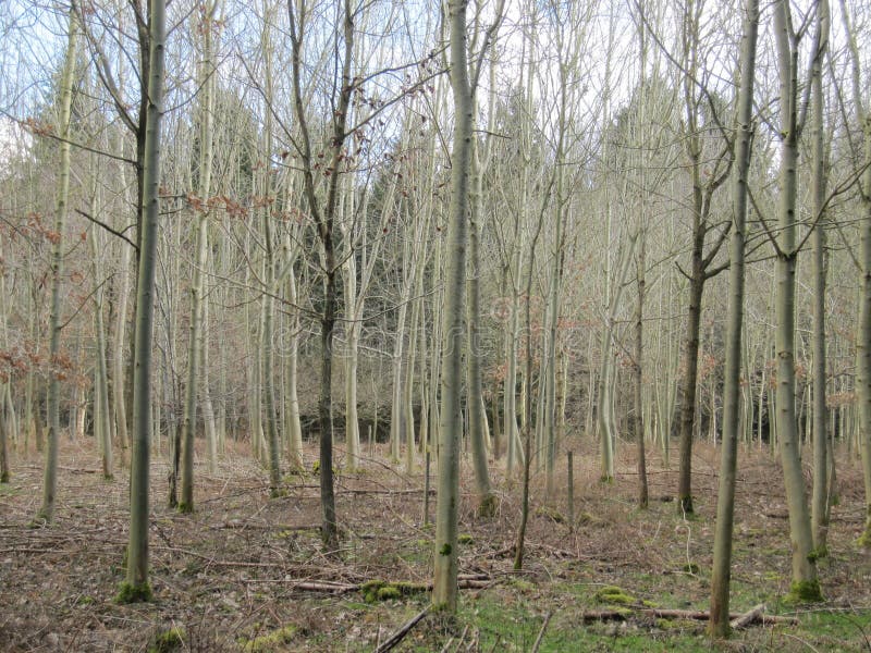 Saplings stock image. Image of plantation, tree, forest - 111590875