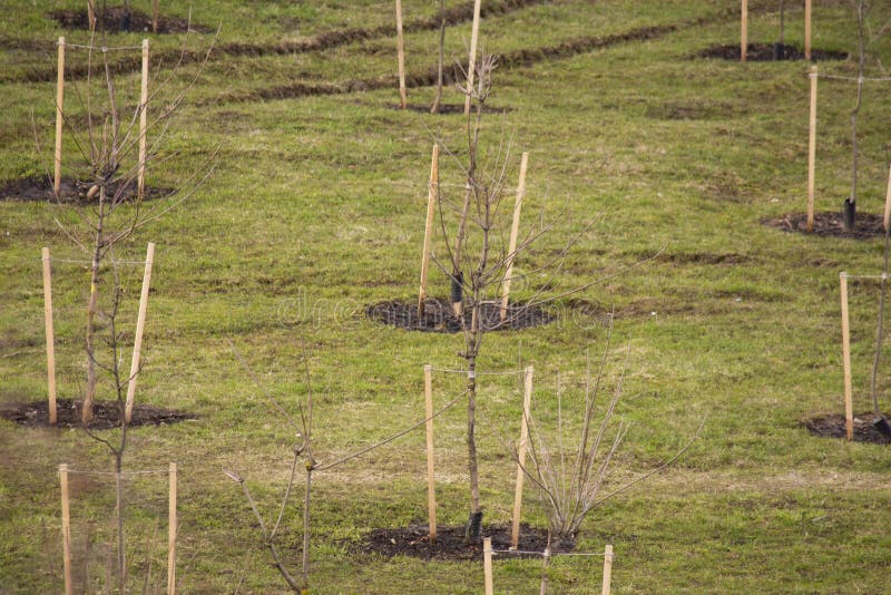 Sapling Tree for Planting in the City Park, Concept of Landscaping of ...