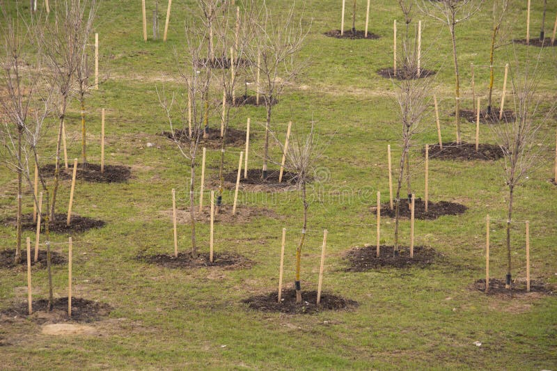 Sapling Tree for Planting in the City Park, Concept of Landscaping of ...