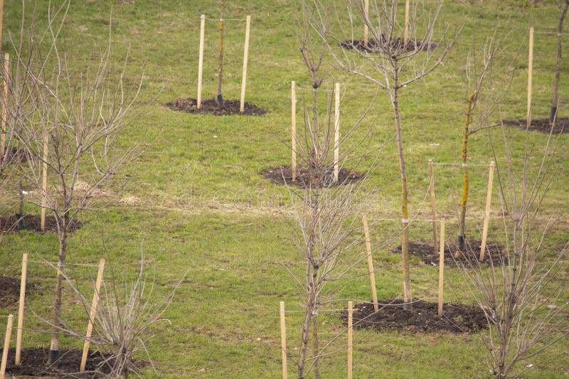 Sapling Tree for Planting in the City Park, Concept of Landscaping of ...