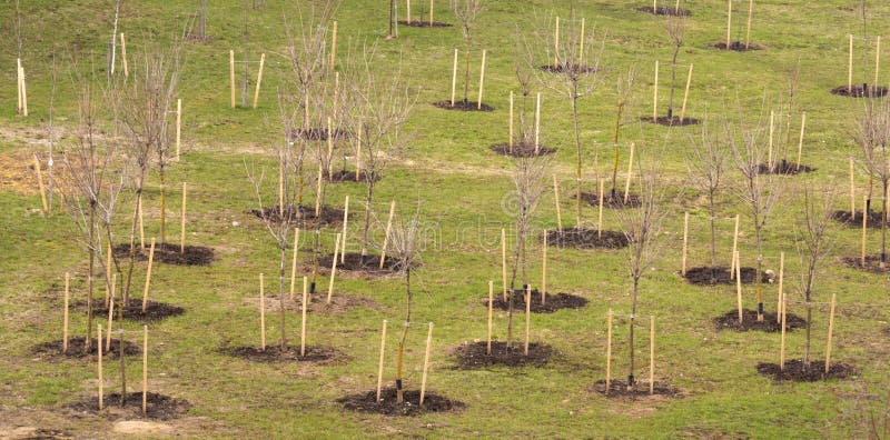 Sapling Tree for Planting in the City Park, Concept of Landscaping of ...