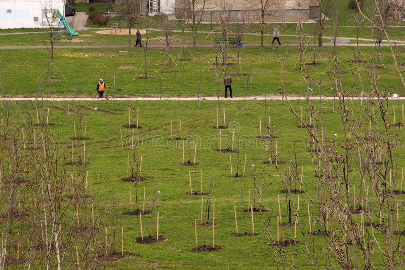 Sapling Tree for Planting in the City Park, Concept of Landscaping of ...