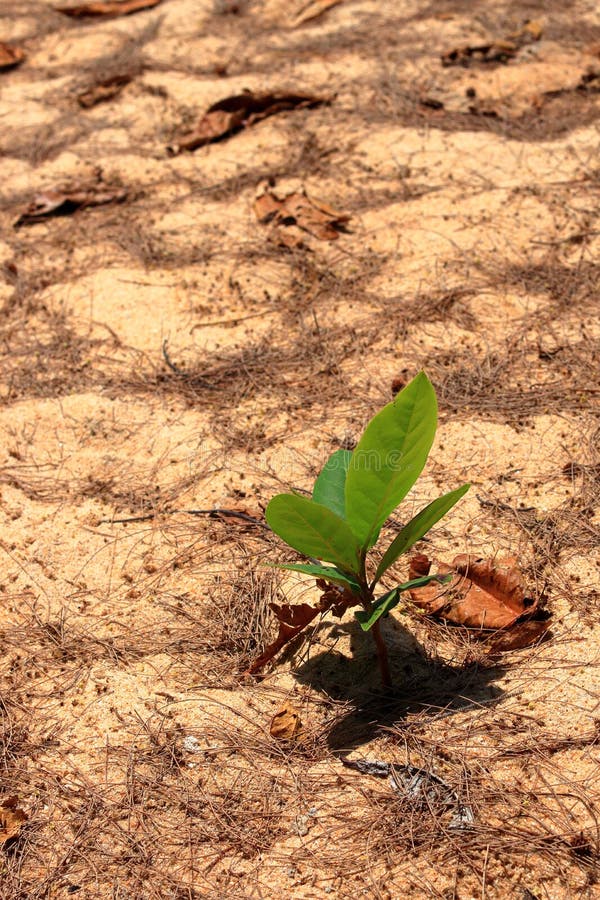 Sapling Tree or Small Tree Growing in Sand with Nature Sunrise, Tree in ...