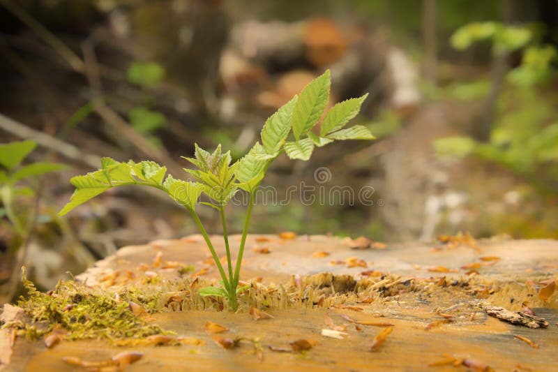 Sapling on a tree stump stock photo. Image of basket - 184186658