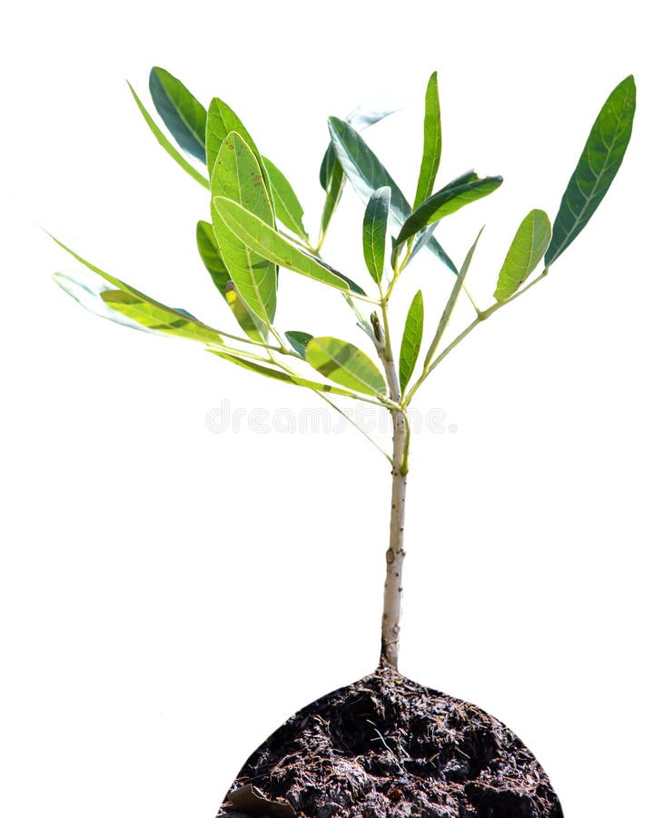 Sapling tree stock photo. Image of environmental, dirt - 54375538