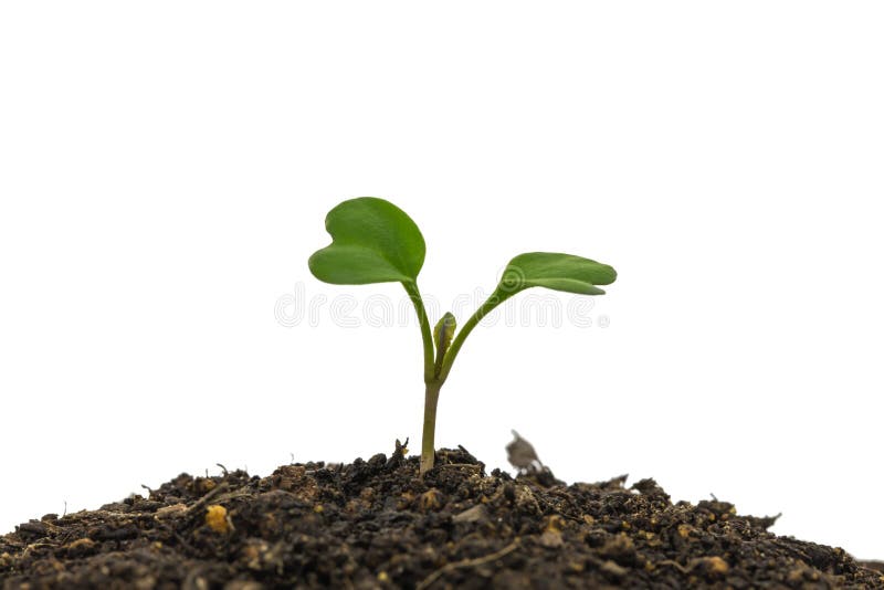 Sapling of a tree stock photo. Image of growing, fresh - 67151692