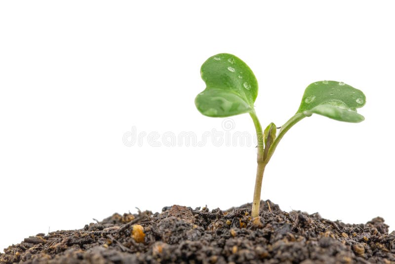Sapling of a tree stock photo. Image of growing, fresh - 67151692