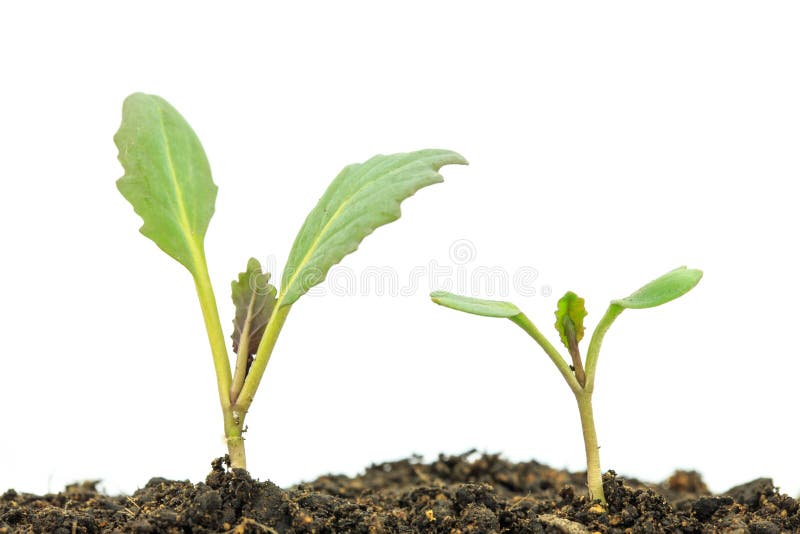 Sapling of a tree stock photo. Image of growing, fresh - 67151692