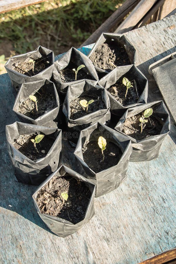 Sapling of Trees are Growing. Stock Image - Image of nature, soil: 63041045