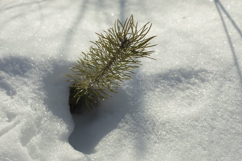 Sapling Was Eaten in Winter. Sapling in Snow Stock Photo - Image of ...