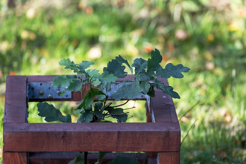 Sapling of a Young Oak Tree, Fenced. Urban Landscaping Stock Image ...