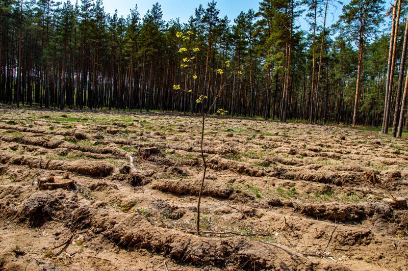 Ecosystem Restoration Industry Stock Photos - Free & Royalty-Free Stock ...