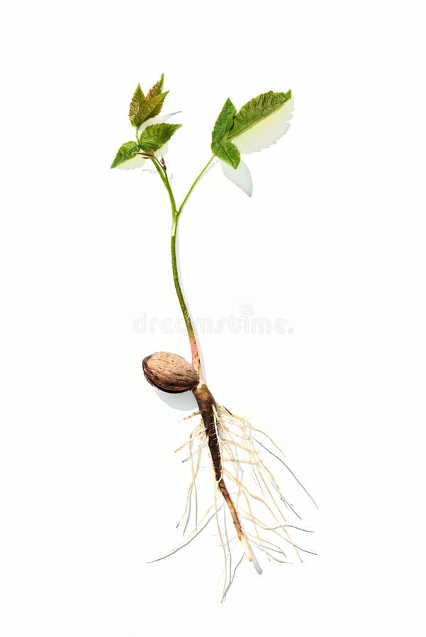225 Walnut Tree Sapling Stock Photos - Free & Royalty-Free Stock Photos ...