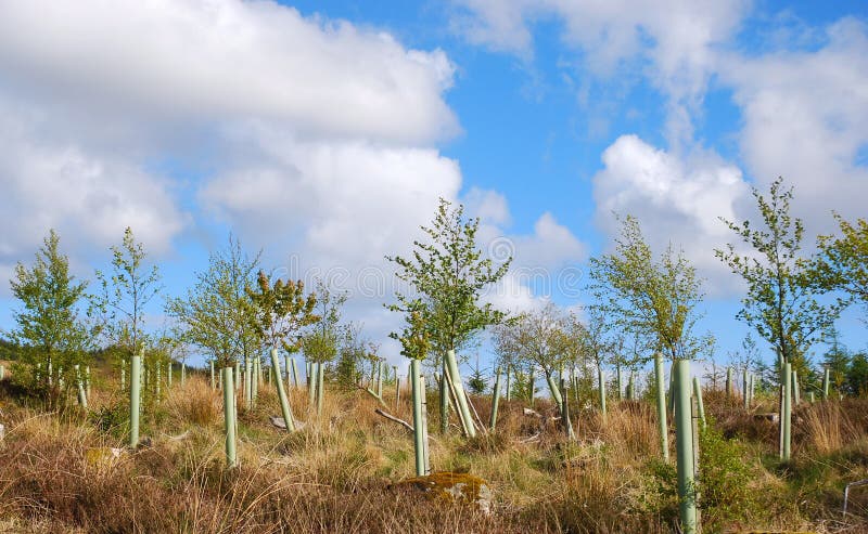 Saplings, Reforestation, Northern Scotland. Stock Photo - Image of ...