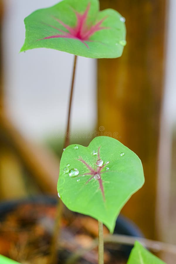 The Saplings of the Bon Tree Tropical Jungle are Growing in the Garden ...