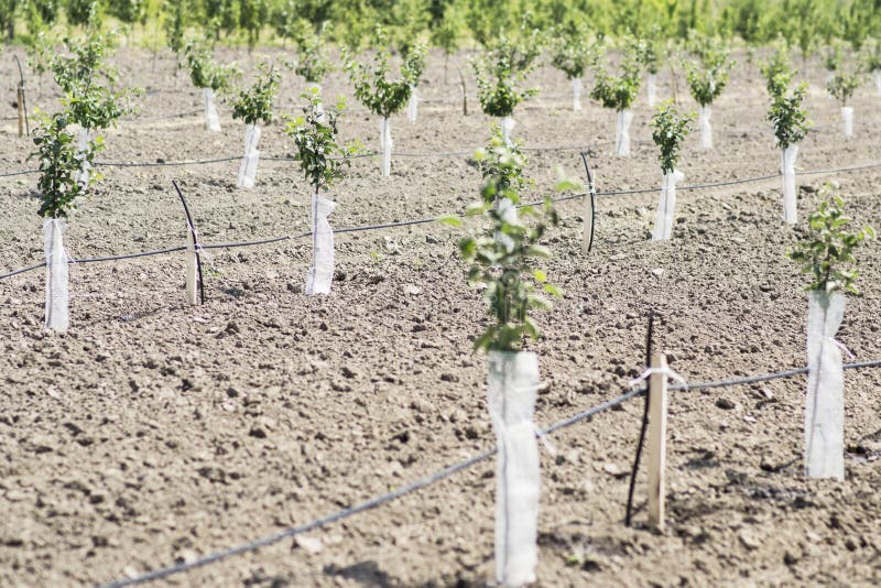 Saplings stock image. Image of fruits, pear, species - 56055719