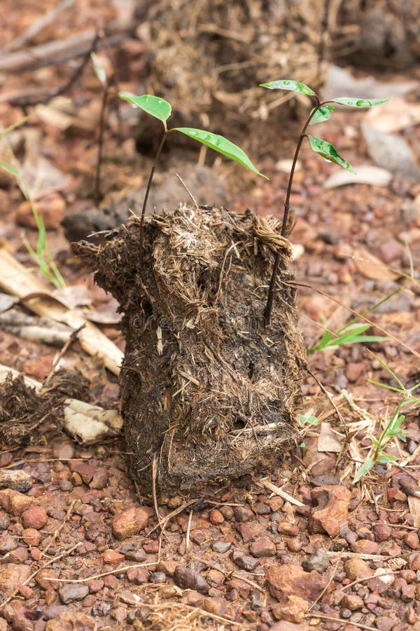 Saplings Grow on Elephant Dung Stock Photo - Image of elephant, growth ...