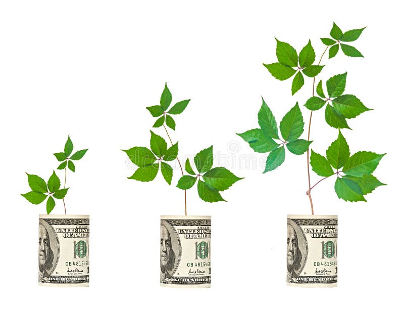 Growing dollar tree stock image. Image of conceptual - 20412753