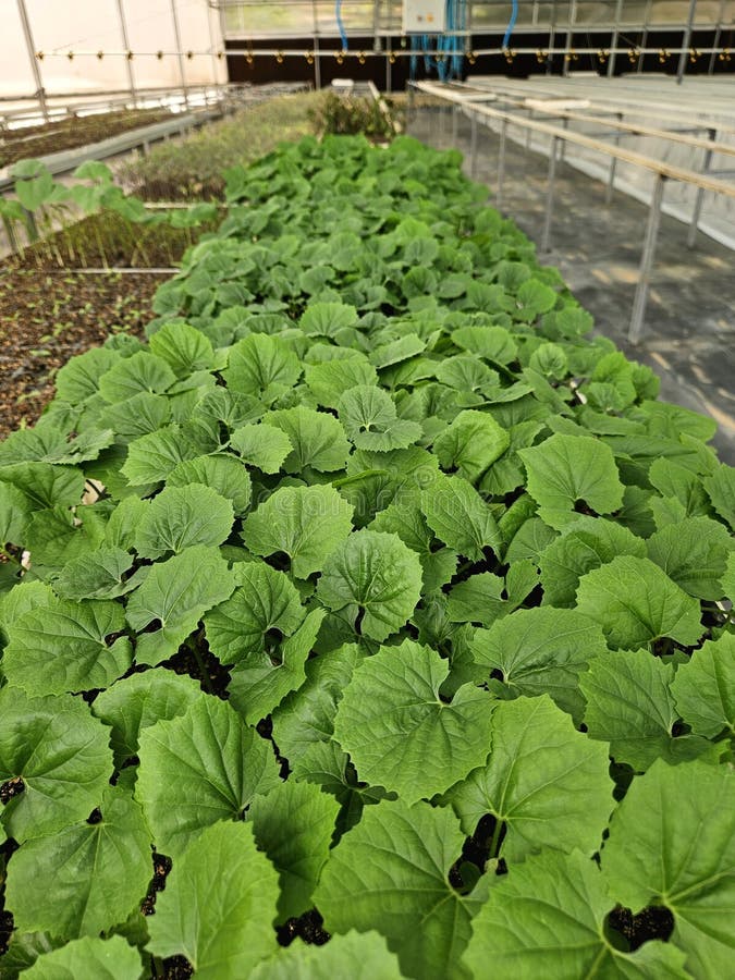 Saplings Growing in a Nursery with Love and Care Stock Photo - Image of ...