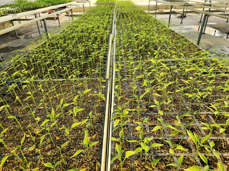 Saplings Growing in a Nursery with Love and Care Stock Photo - Image of ...