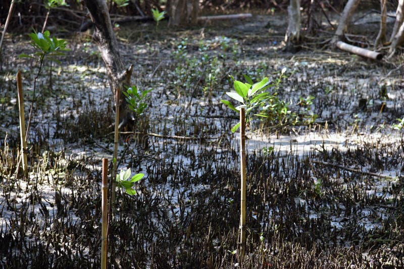Mangrove Saplings Growing Stock Photos - Free & Royalty-Free Stock ...